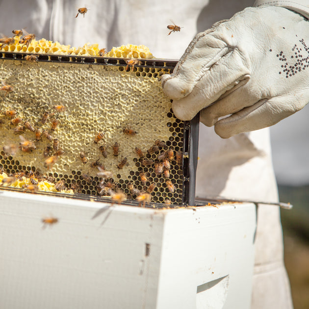 Manuka Honey makers: The honey maker